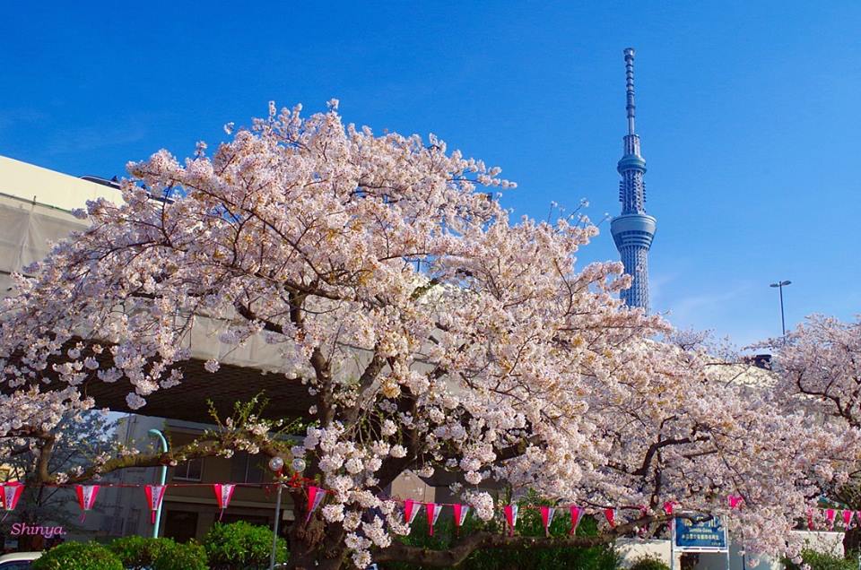 Donde ver sakura en Tokio, Kanagawa y Gunma | International Press ...