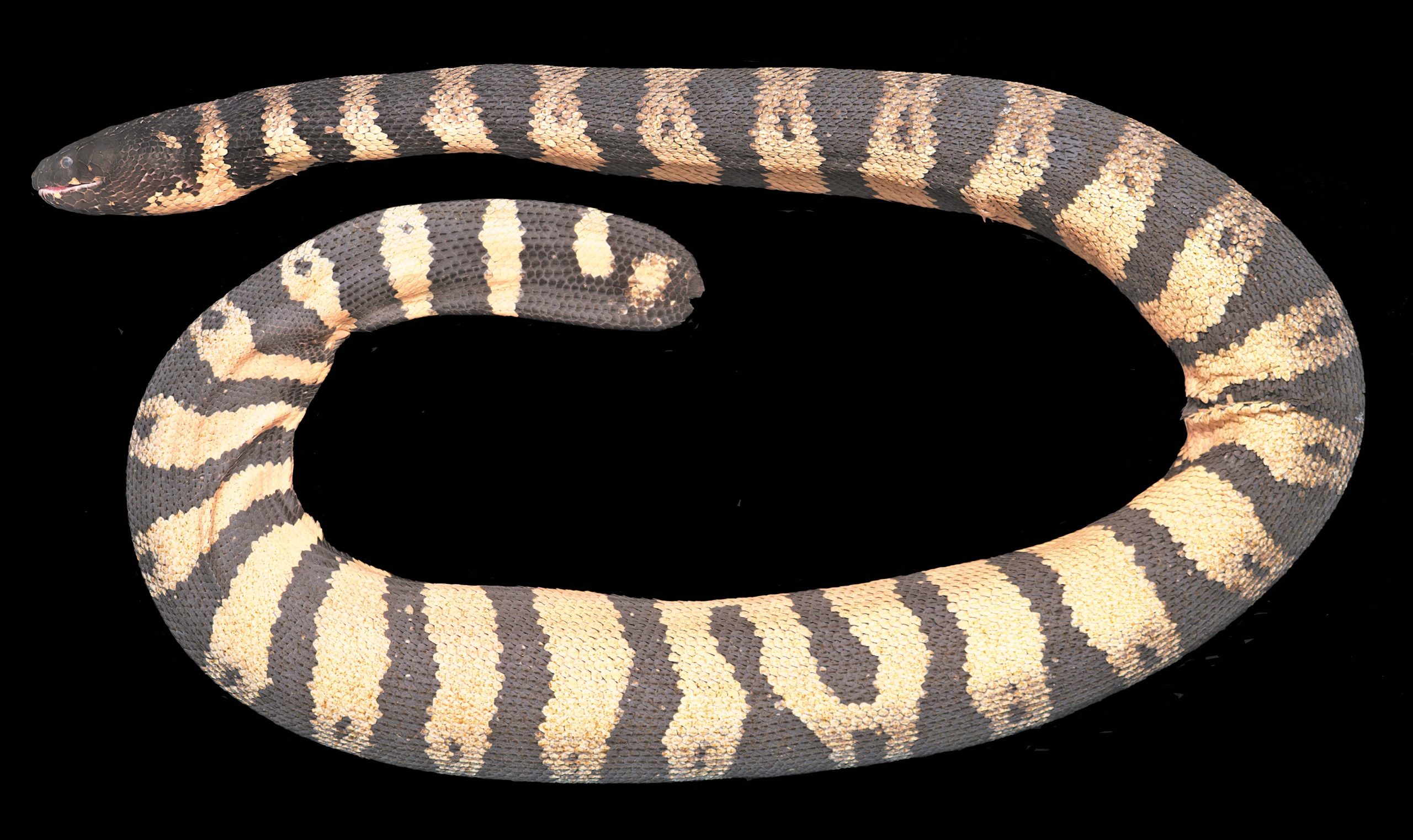 Hallan por primera vez en Japón a una serpiente de mar de Stokes ...