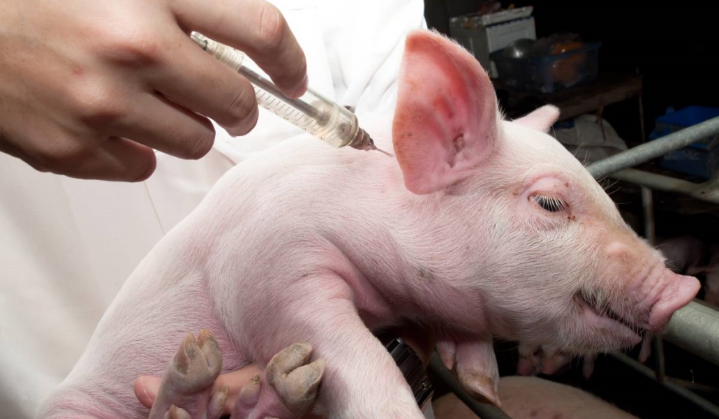 Confirman primer caso de fiebre porcina en Tokio después de 41 años ...