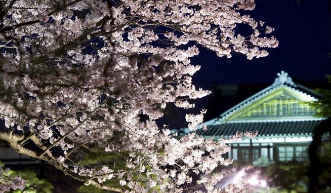 El sakura en Kagawa es visita obligada: paseos y acampadas frente al ...