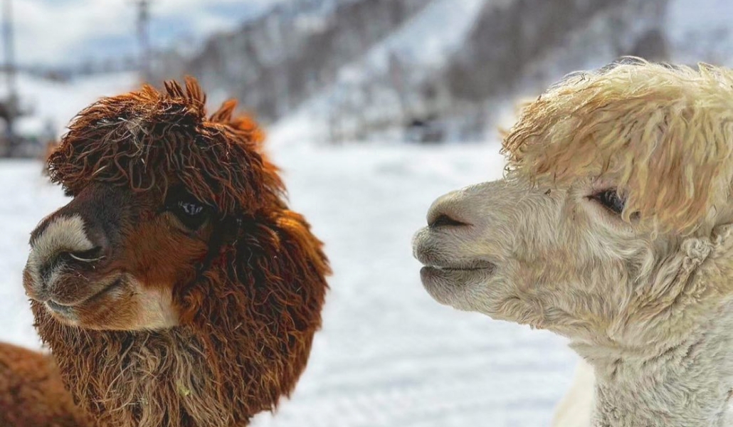 El Rancho Rindo en Nasu para disfrutar con glamping, juegos, eventos y 180 alpacas ...