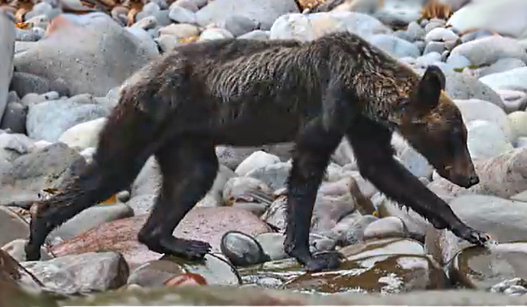 Hokkaido: La realidad de un oso sin comida - International Press ...