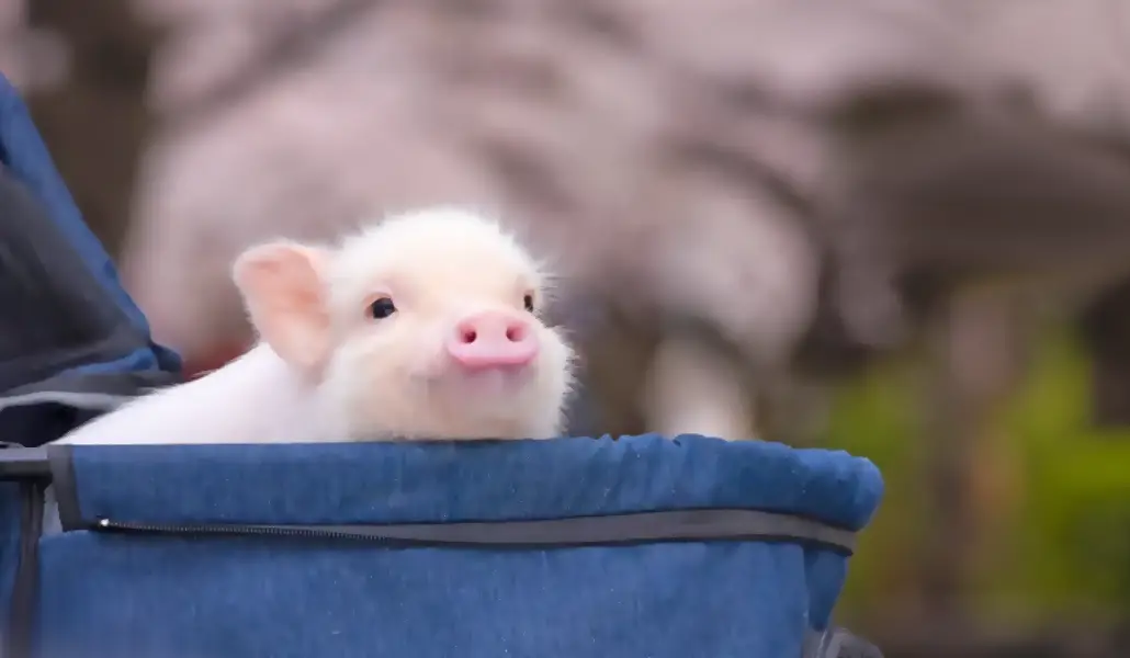 La moda de los café para animales crece en Tokio... abrirán dos locales ...