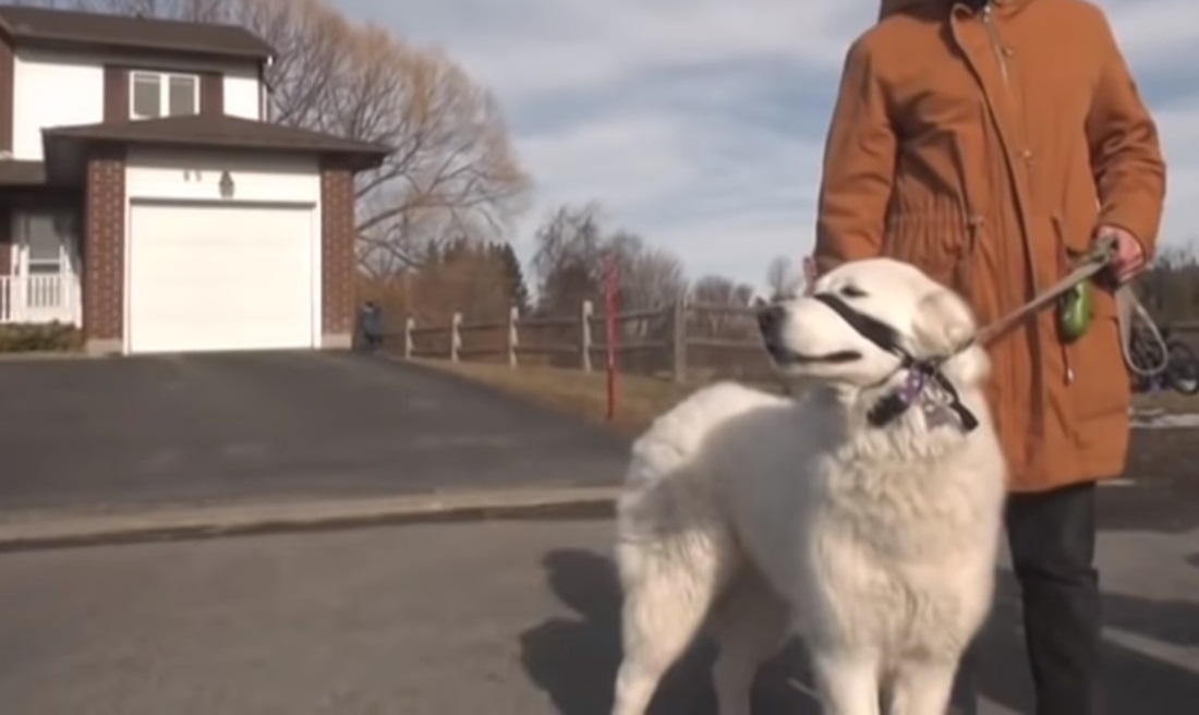 Estudio en Japón: dueños de perros tienen un 40 % menos de riesgo de ...