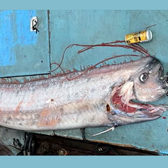 Encuentran un raro pez "remo" de 5 metros en las redes de pesca en ...