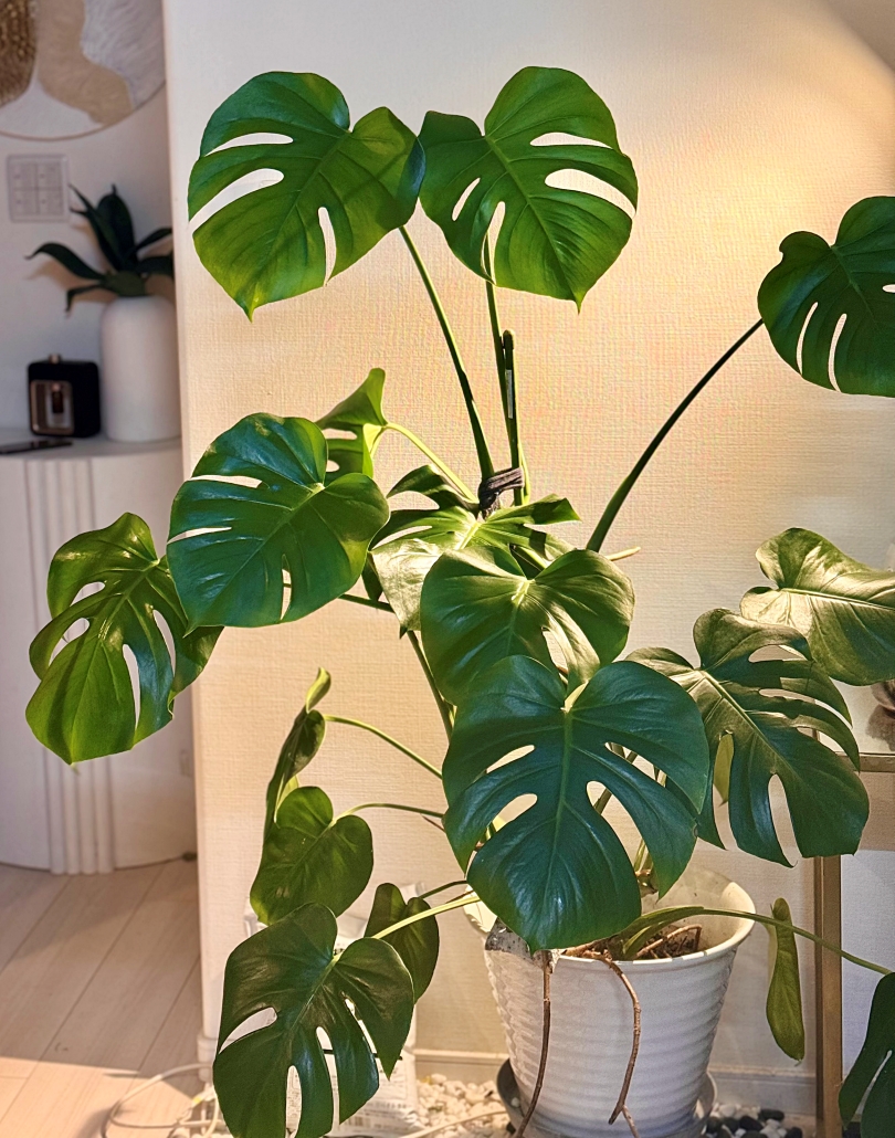 La Monstera manía atrapa la jardinería japonesa, por Freissy Rugel ...